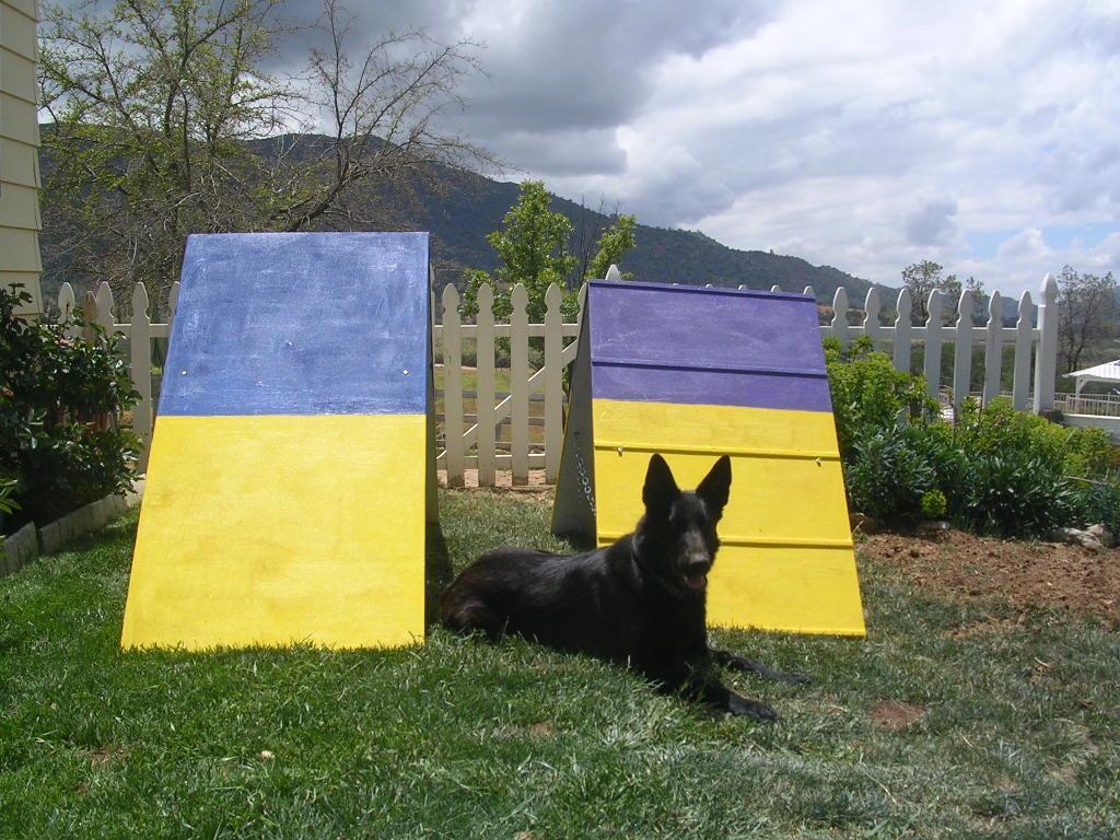 Dog Agility Equipment Mini Contact Trainer (Dog walk - A Frame/AFrame ...