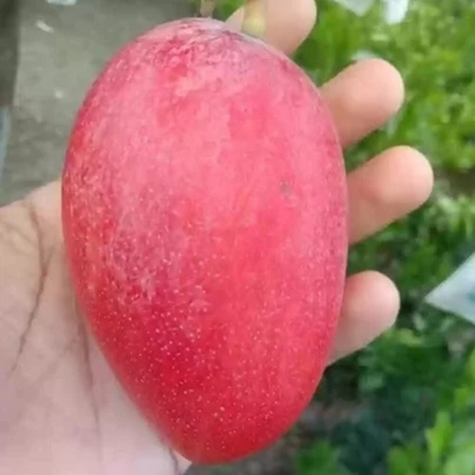 Irwin Mango Grafted Plant Egg Of Sun Fruit Tree Tropical Tell 20 inchs ...