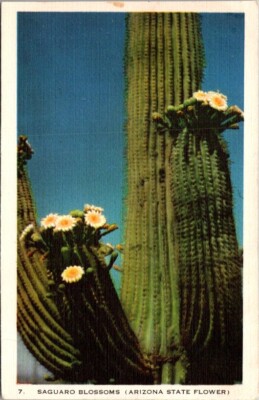 Vintage Postcard Saguaro Cactus Blossoms Arizona AZ State Flower 6221 ...
