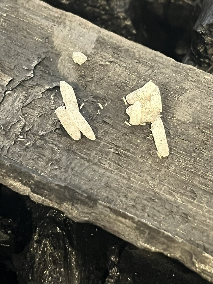 50+ "Tropical White" Springtails (Collembola) Live Food- Reptiles, Fish ...