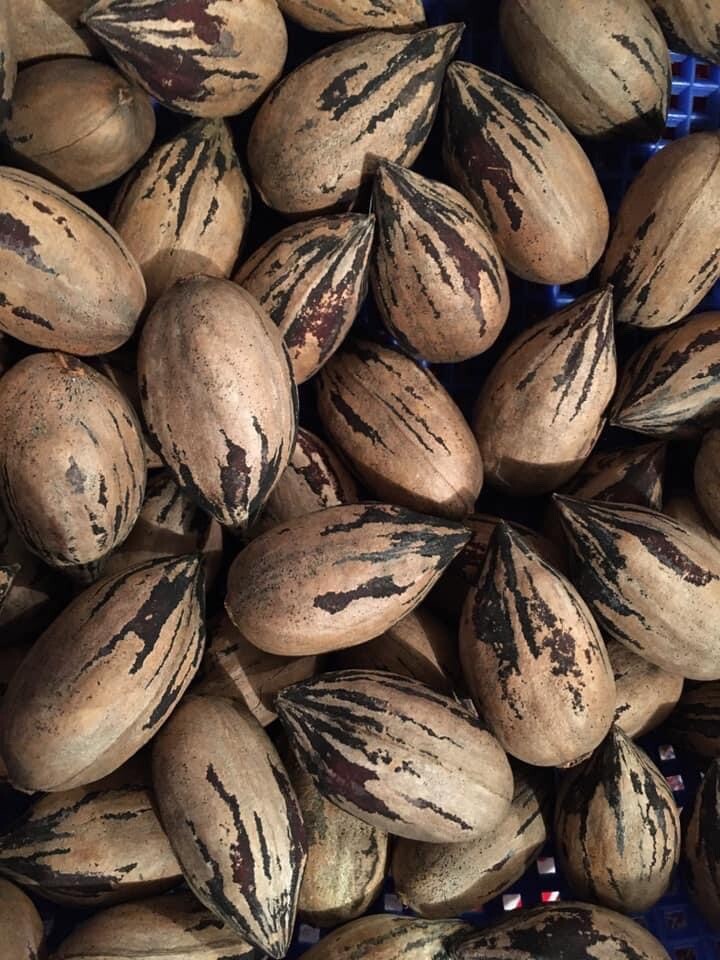 Raw pecans in shell | eBay