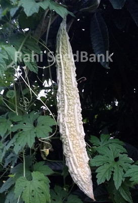 Bitter Gourd - Asian Giant White - A Must Have Super Tasty White Bitter ...