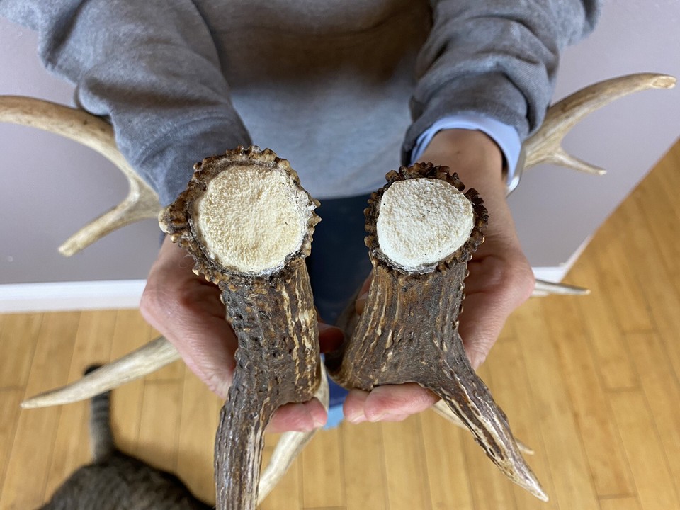 Two 5pt Whitetail Deer Antlers Sheds WILD IDAHO Horns Rustic Decor ...