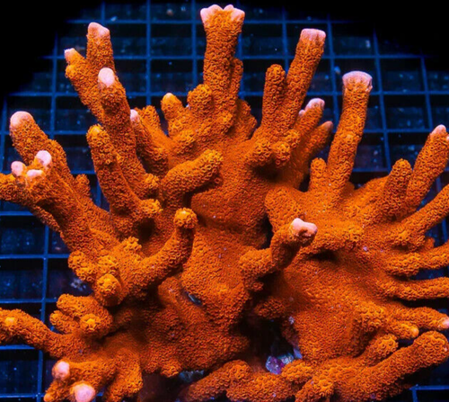 Red Montipora Digi SPS Coral Frag Reef not LPS Soft Hammer Torch ...