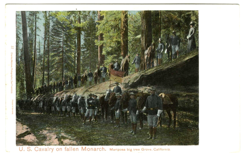 1900s U.S. CAVALRY on FALLEN MONARCH TREE,MARIPOSA GROVE,CALIFORNIA~OLD ...