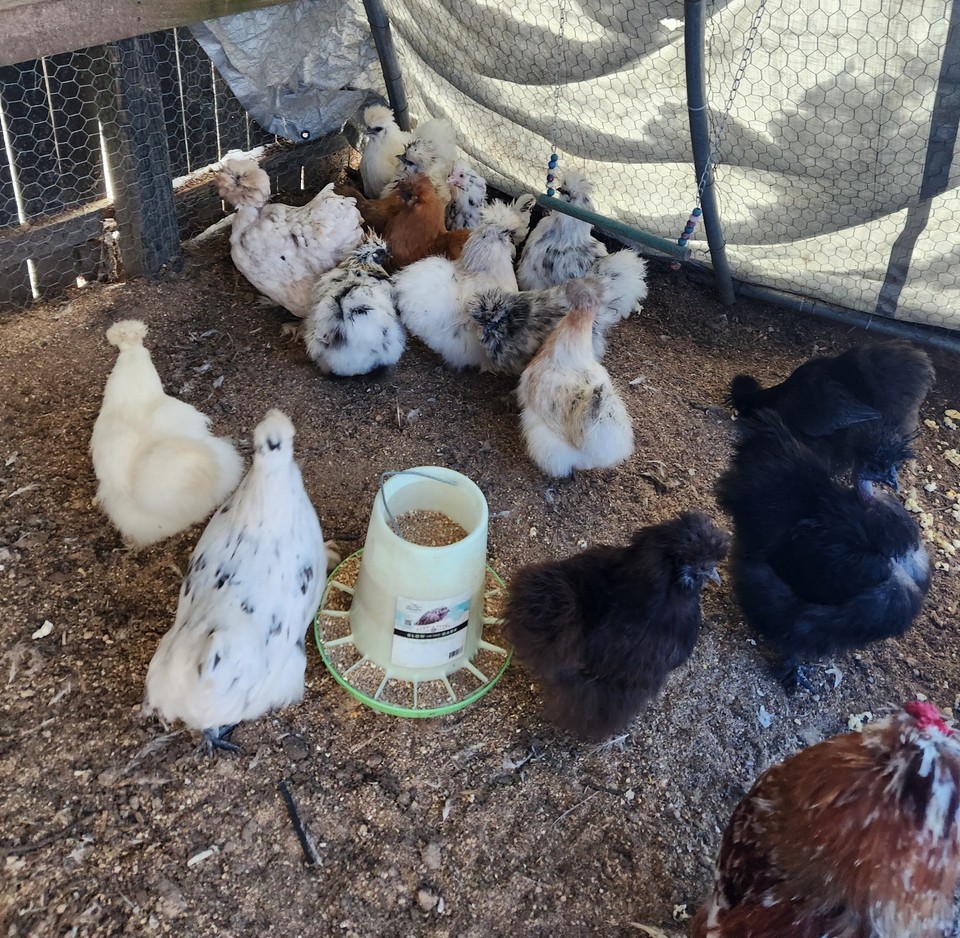 6++ Show Quality PURE Silkie Hatching Eggs Frizzle Showgirl Bearded | eBay