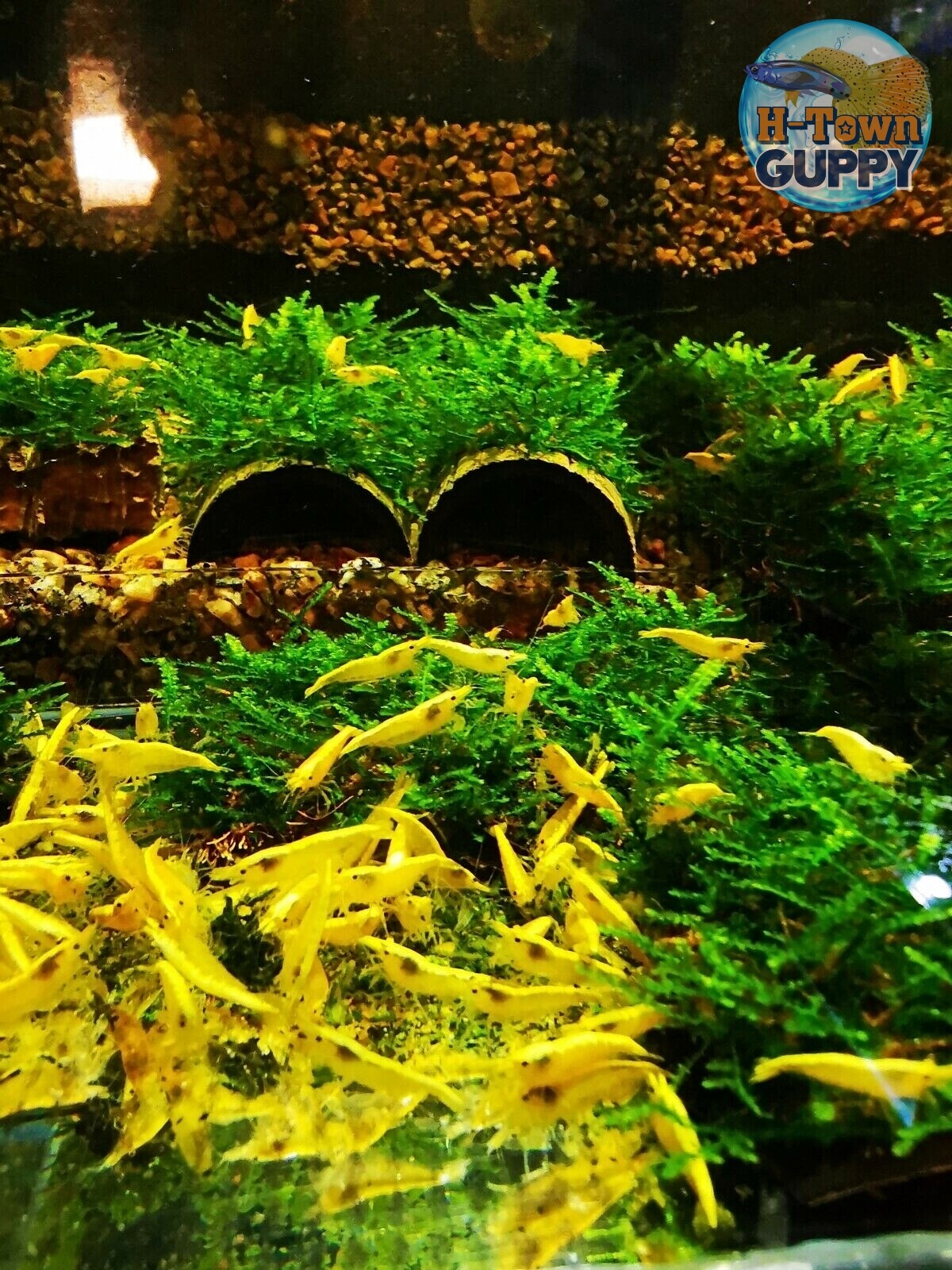 10 +1 NEON YELLOW - Freshwater Neocaridina Aquarium Shrimp. Live ...