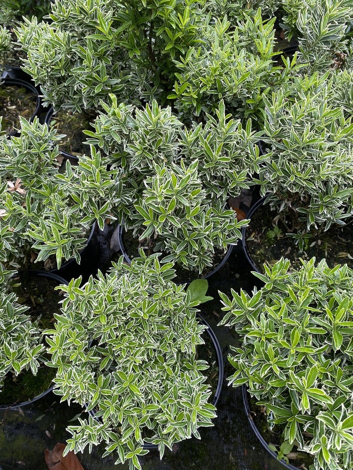 SILVER EUONYMUS MICROPHILLIA SHRUB 2 LT POT DWARF PLANT EVERGREEN ...