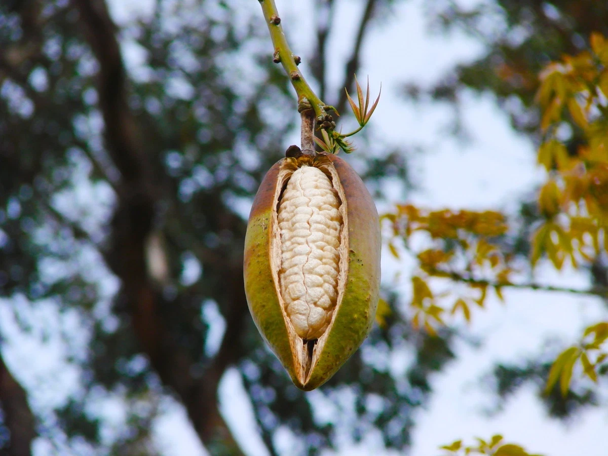 Kapok Tree Seeds