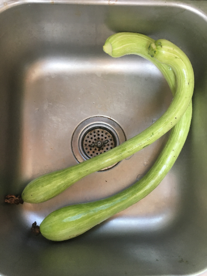 30 Trombocino Rampicante seeds; Tromboncino; Climbing Zucchini ...