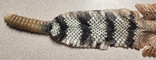 🔥🔥Western Diamondback Rattlesnake Snake Tanned Skin 56" 6.75" Wide S215 ...