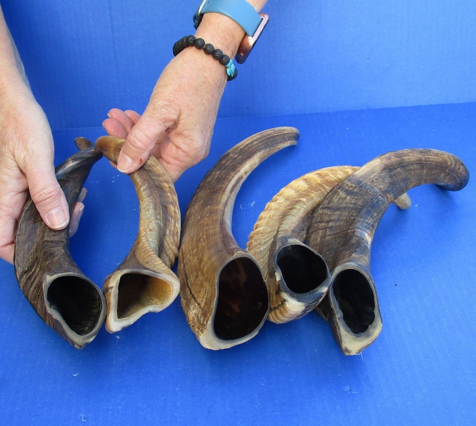 5 piece lot of Buffed Ram Sheep horns 12 to 15 inches taxidermy #50241 ...
