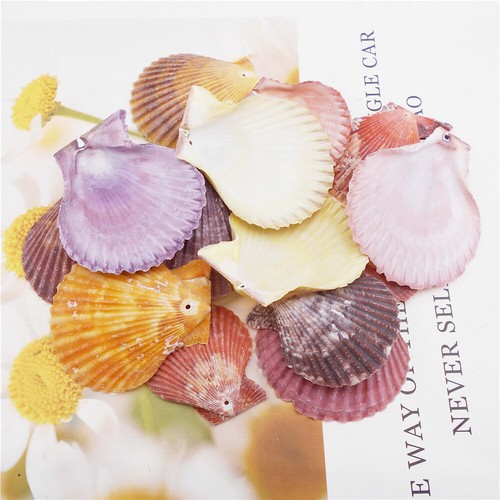 5-pack Bulk Scallop Drilled Fan Shells Seashells For Crafts Art Decor 3 ...