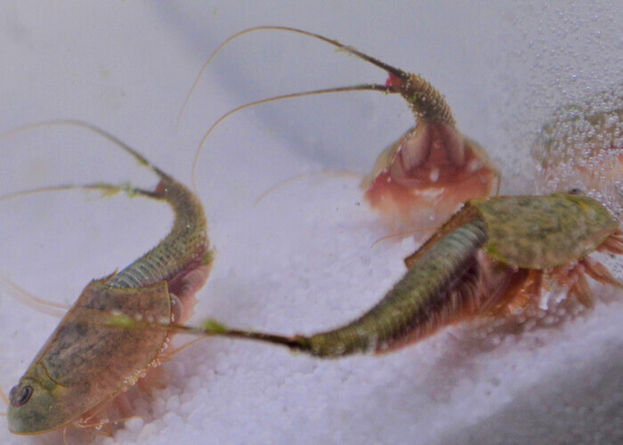 Triops Longicaudatus Black Starter Kit by Triops King | feed ...