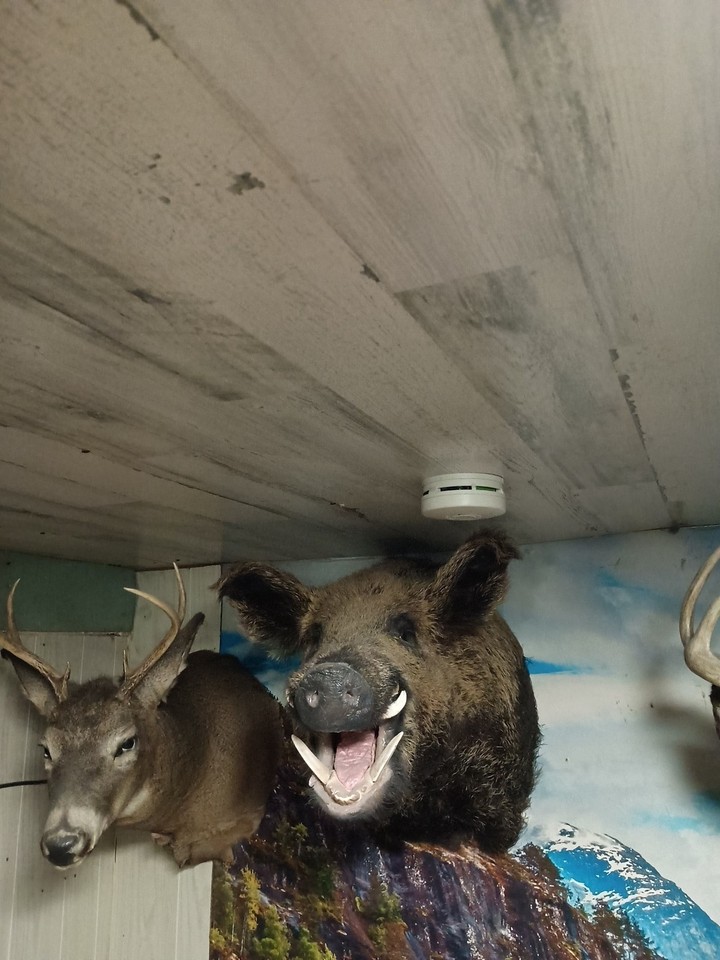 Taxidermy Trophy Wild Boar Huge Awesome Mount Hunting Decor | eBay