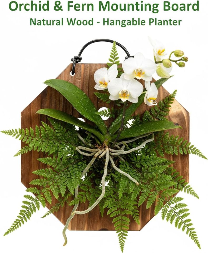 Staghorn Fern Mounting Board Kit Hanging Wall Planter Wood Plant Holder ...