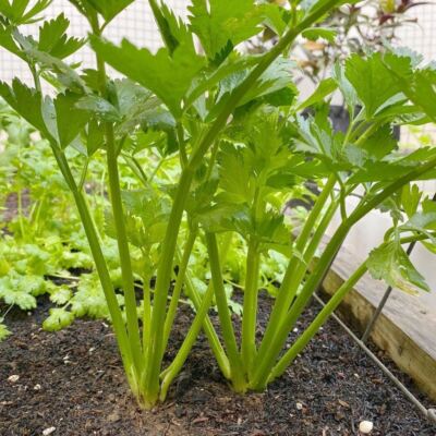 Celery Tender Crisp 300 seeds Autumn Winter Vegetable garden Easy grow ...