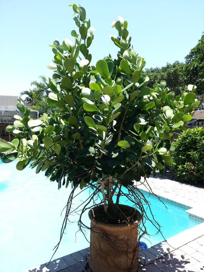 CLUSIA ROSEA major autograph tree exotic balsam apple cuba native seed ...