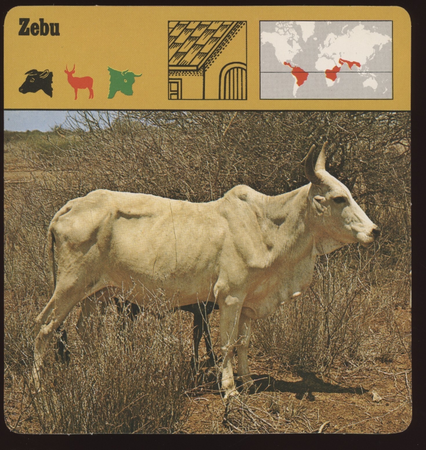 Zebu Safari Cards Rencontre Mammals | eBay