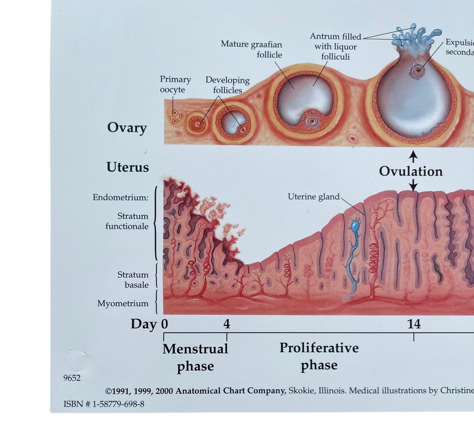 Female Reproductive System Anatomical Chart Styrene Plastic 20x26 | eBay
