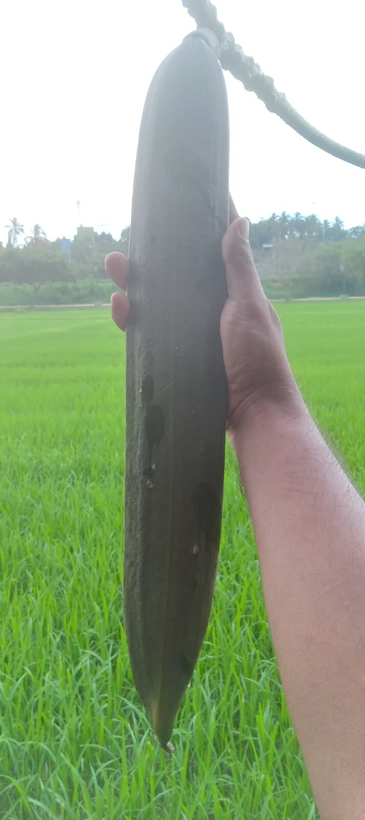 Shyonaka Oroxylum indicum Midnight Horror Trumpet Tree Leaves Root Bark ...