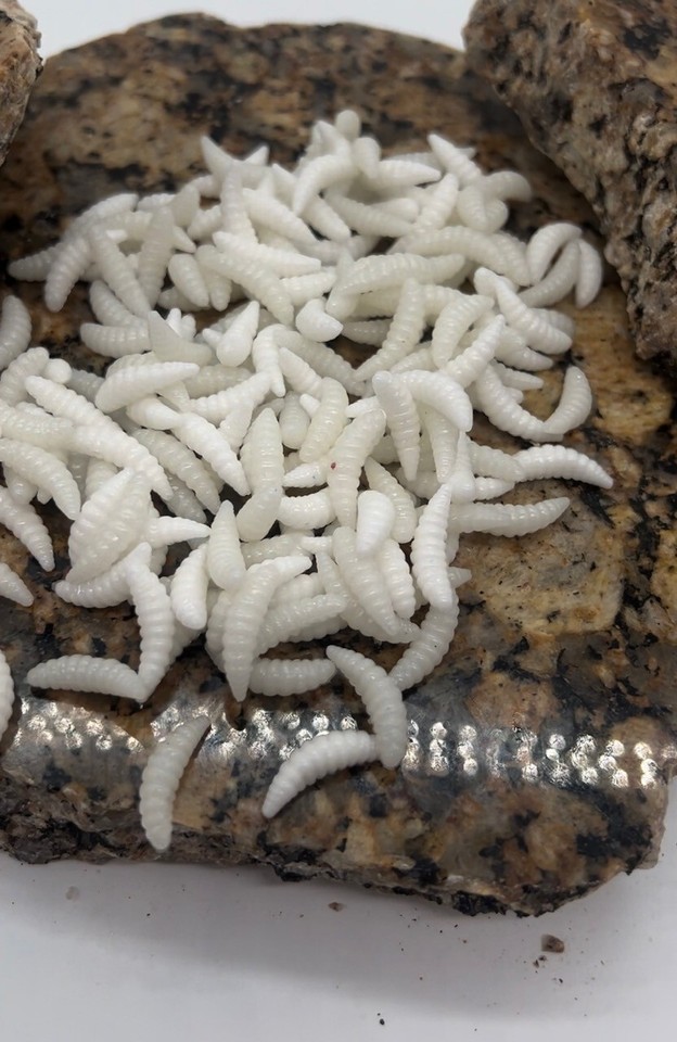 100-7/8" -crappie panfish-scented-spikes-grubs-soft plastic wax worms ...
