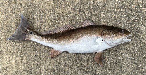 REDFISH Half Mount Replica Red Fish Taxidermy Sculpted Wall Hanging Man ...