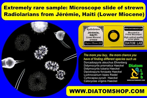 EXTREMELY RARE RADIOLARIANS from HAITI, strew microscope slide ...