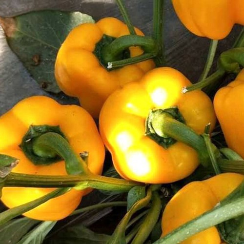 20 Organic Yellow MINI BELL PEPPER Sweet Mild Miniature Capsicum ...