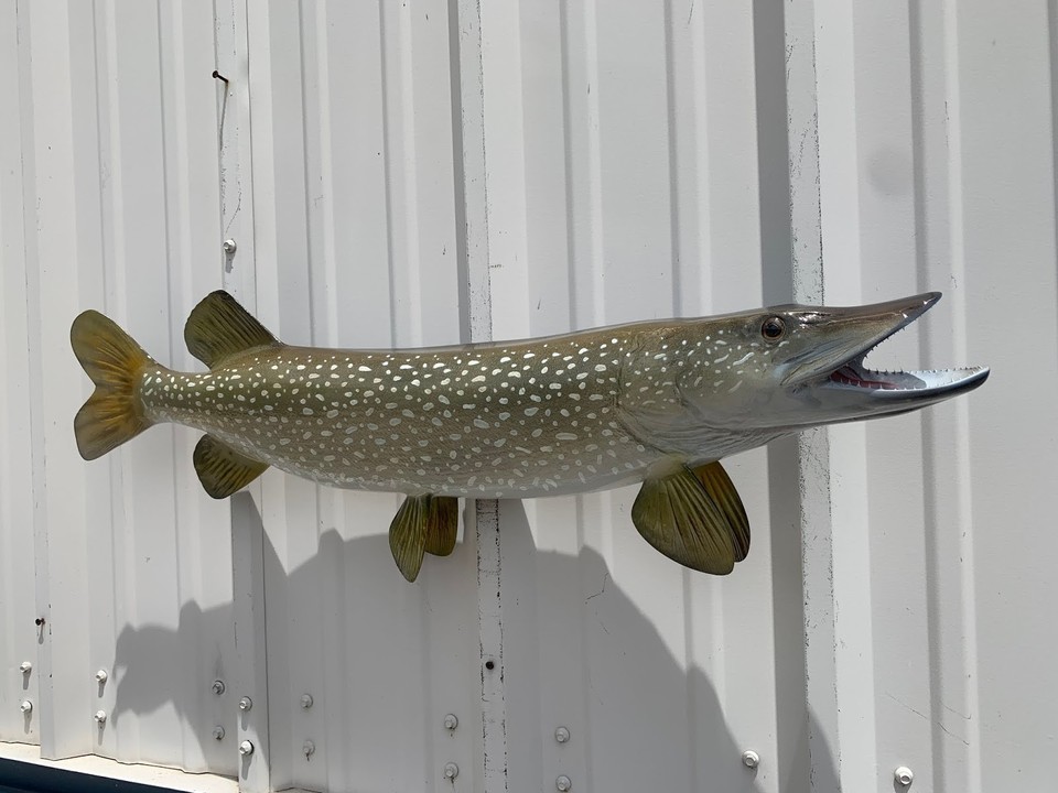 35" Northern Pike Two Sided Fish Mount Replica - Quick Production | eBay