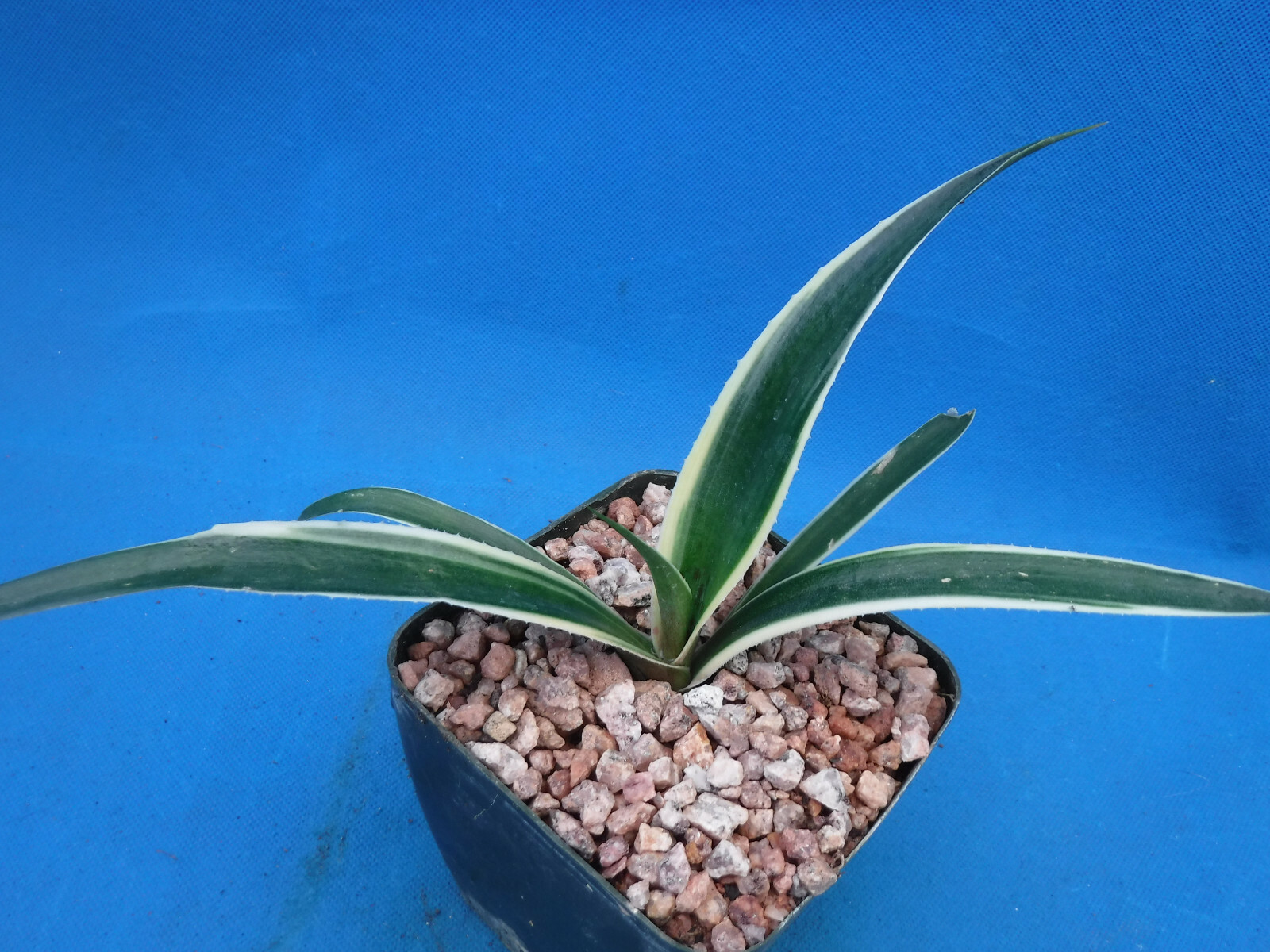 "Snow Leopard" VARIEGATED Mangave LARGE STARTER Plant Agave & Manfreda ...