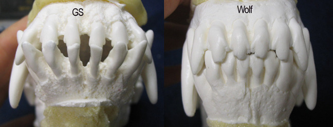 Huge German Shepherd art jaws teeth cast replica taxidermy | eBay