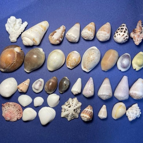 cone Shell mix from japan sea Shells of Okinawa | eBay