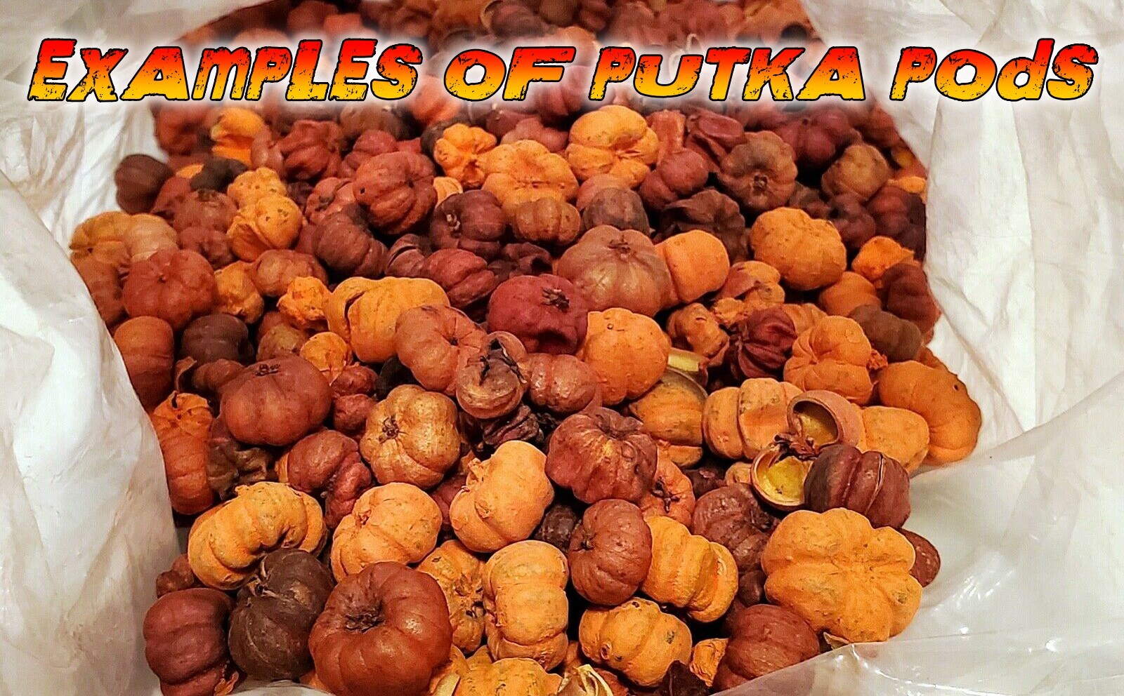 30 PC Miniature PUMPKINS Putka Pods Mixed Sizes w/Orange & Brown Color ...