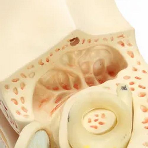 5X Magnification Human Ear Anatomy Model Auditory System Medical ...