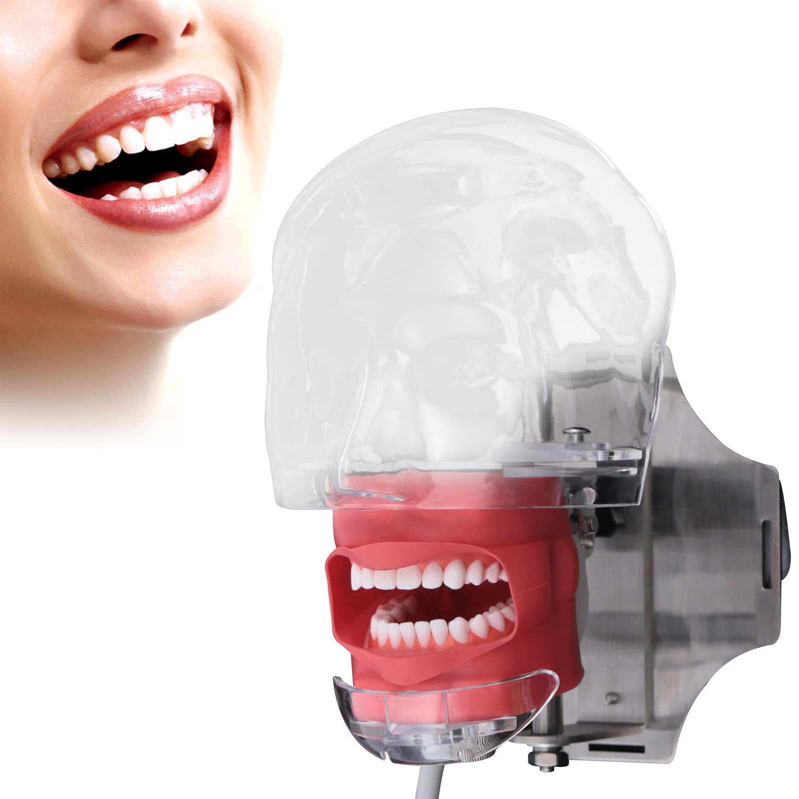 NEW Dental Simulator Manikin Phantom Head | Grelly USA
