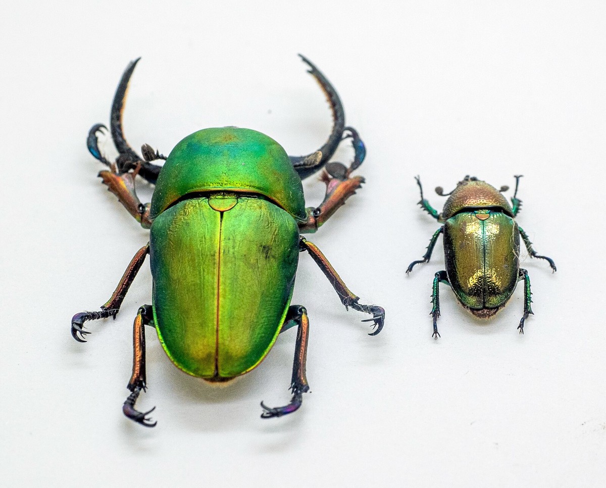 Lucanidae Stag Beetles