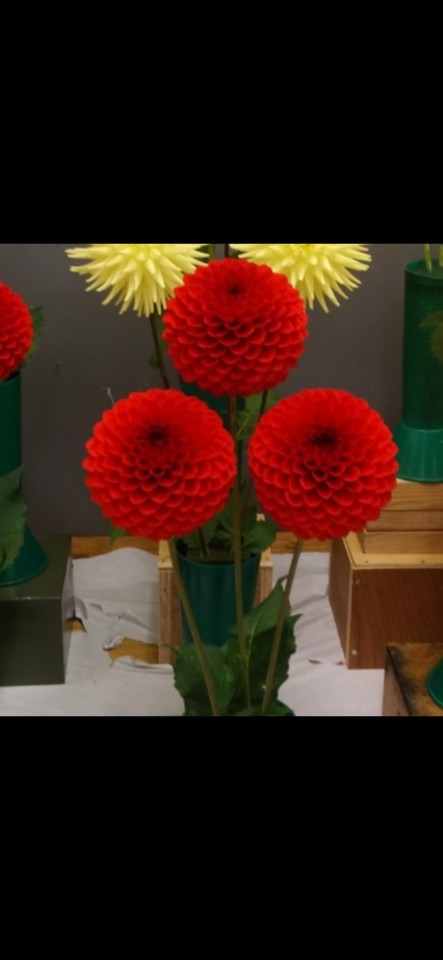 Exhibition Dahlia Pot Tuber Marston Suzanne x 4 | eBay UK