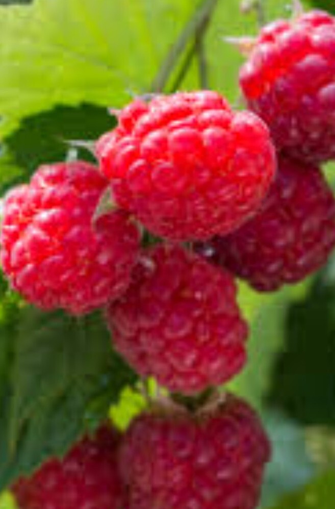 12 MAINE ORGANIC WILD RASPBERRY PLANT CUTTINGS CANE COLD HARDY jams ...