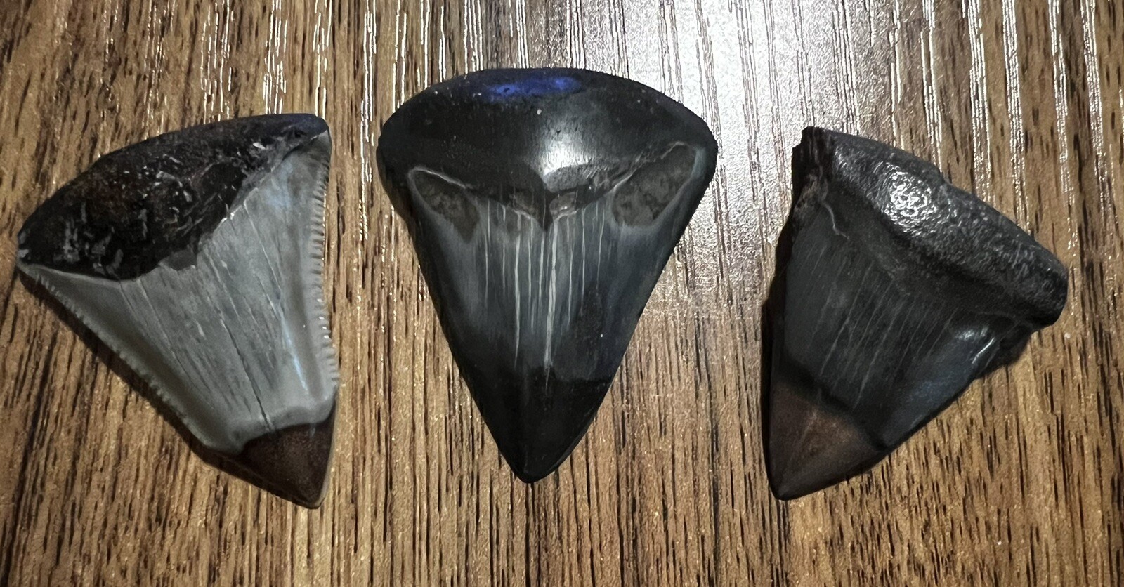 Lot of 3 Megalodon MEG Shark Tooth Teeth Fossil 1/9/16" - 1 11/16" | eBay