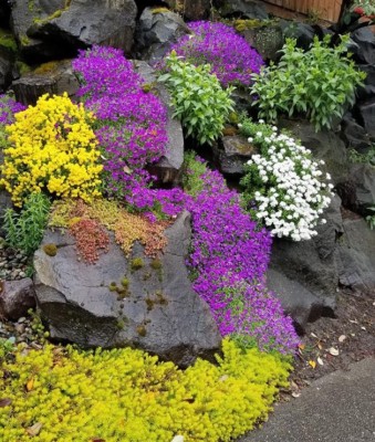 60 MIXED ALPINE SEEDS, HARDY ROCKERY PERENNIALS 60 FRESH SEEDS | eBay