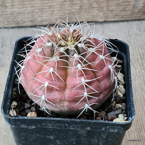 D5701 GYMNOCALYCIUM MIHANOVICHII pot9-H6-W7,5 cm MaMa Cactus | eBay