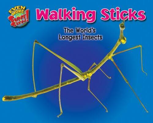 Walking Sticks: The Worlds Longest Insects (Even More Supersized ...