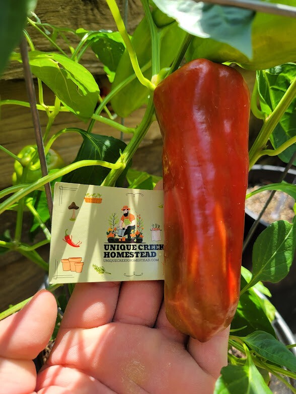 Sweet Cuban Pepper Seeds Large Productive Delicious Garden Peppers ...