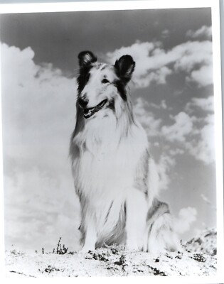 Lassie (1950s) Original Vintage - Lovely Portrait Memorabilia Photo K ...