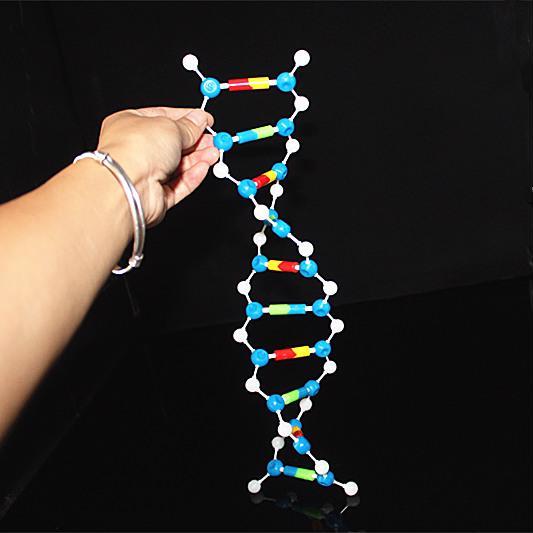 Dna Double Helix Model Homemade