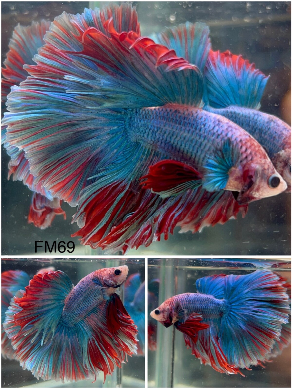 Male Betta Live Fish - Grizzle Fancy Halfmoon Big Tail - FM69 - High ...
