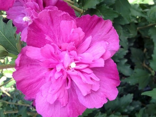 Raspberry Smoothie™ Hibiscus - Rose Of Sharon - Live Plant - Full ...