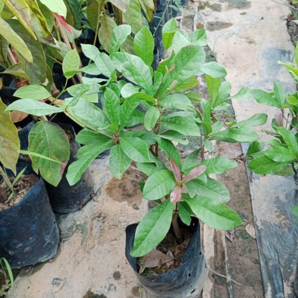 Miracle Fruit Plant Miracle Berry Rare Synsepalum Dulcificum Tree ...