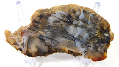 GORGEOUS SAGENITE & FORTIFICATION AGATE SLAB! MUST SEE! | eBay